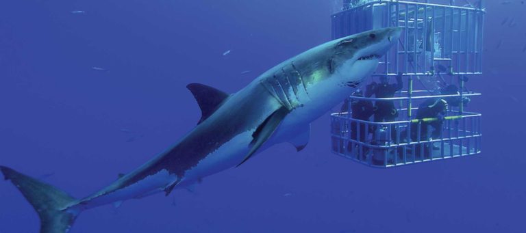 Staying safe from predators: Part 1 - Inman