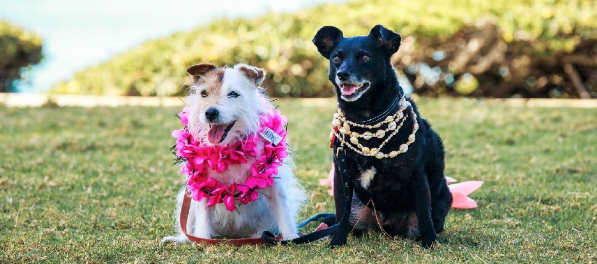 Dog Costume Photo Shoots: The Cutest Way To Generate Real Estate Leads