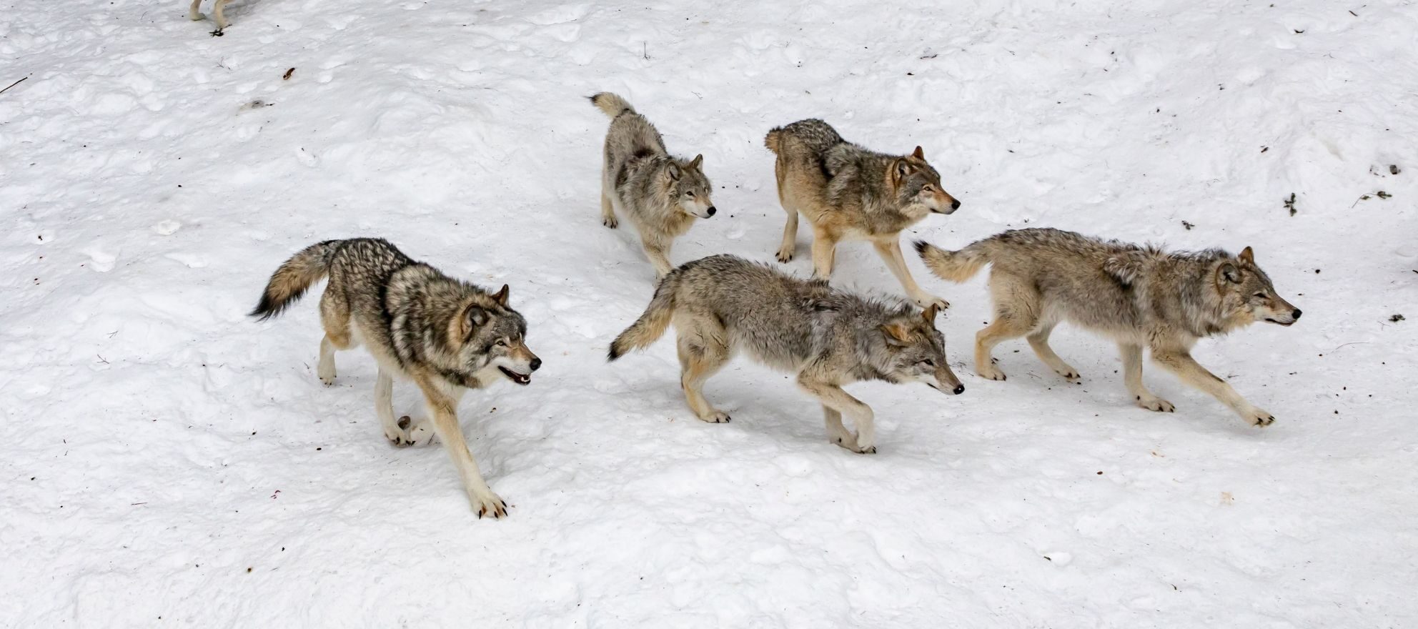 Lone Wolf Partners With Updater To Offer Relocation Services - Inman